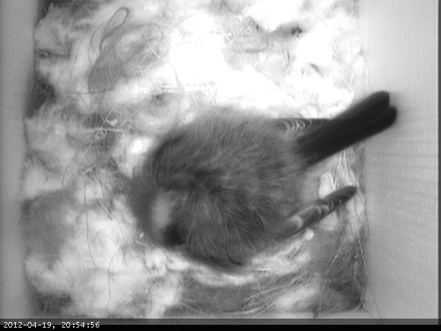 Birds – Heavers Farm Primary School